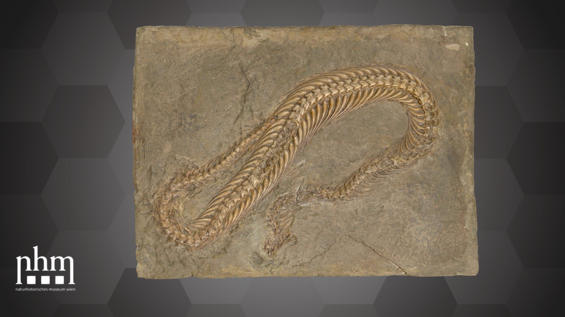 Primitive Snake Fossil (NHMW-GEO-1912/0001/0008) - Download Free 3D ...