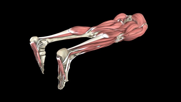 Tendon 3D models - Sketchfab