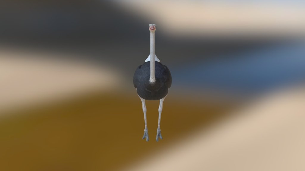 Ostrich - 3D model by chen_zoey [88b7380] - Sketchfab