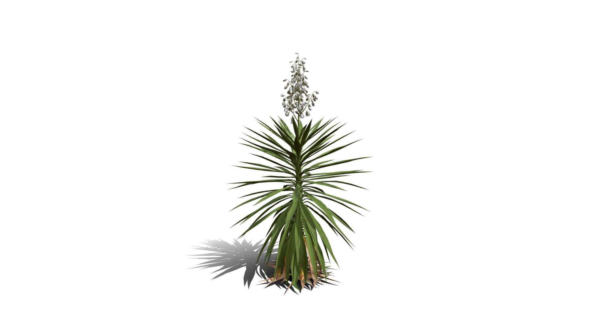 Realistic HD Spineless yucca (6/30) - Buy Royalty Free 3D model by ...