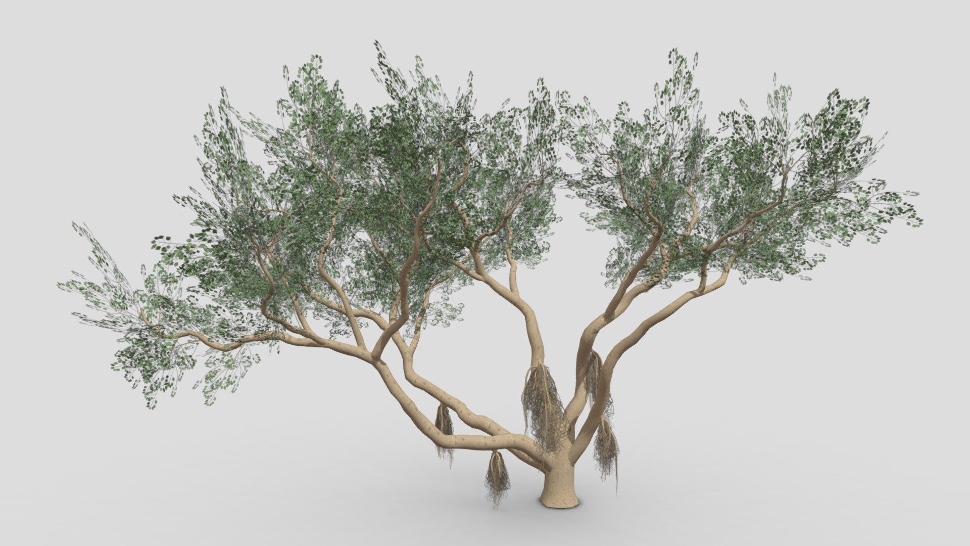Ficus Benjamina Tree-S17 - Buy Royalty Free 3D model by ASMA3D [88c9bf1 ...