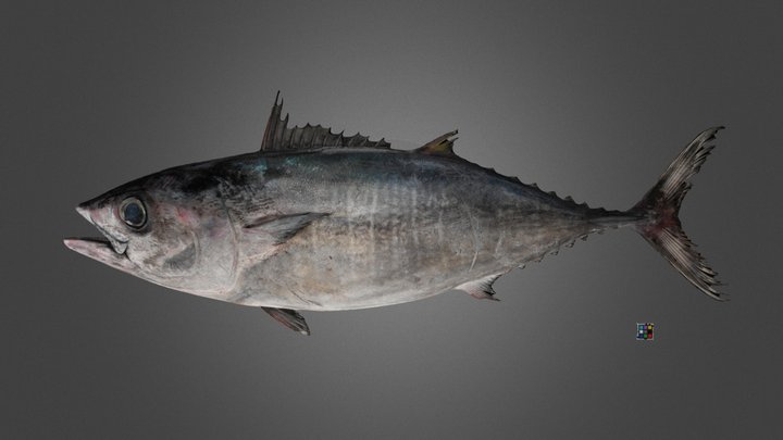 Bluefin 3D models - Sketchfab