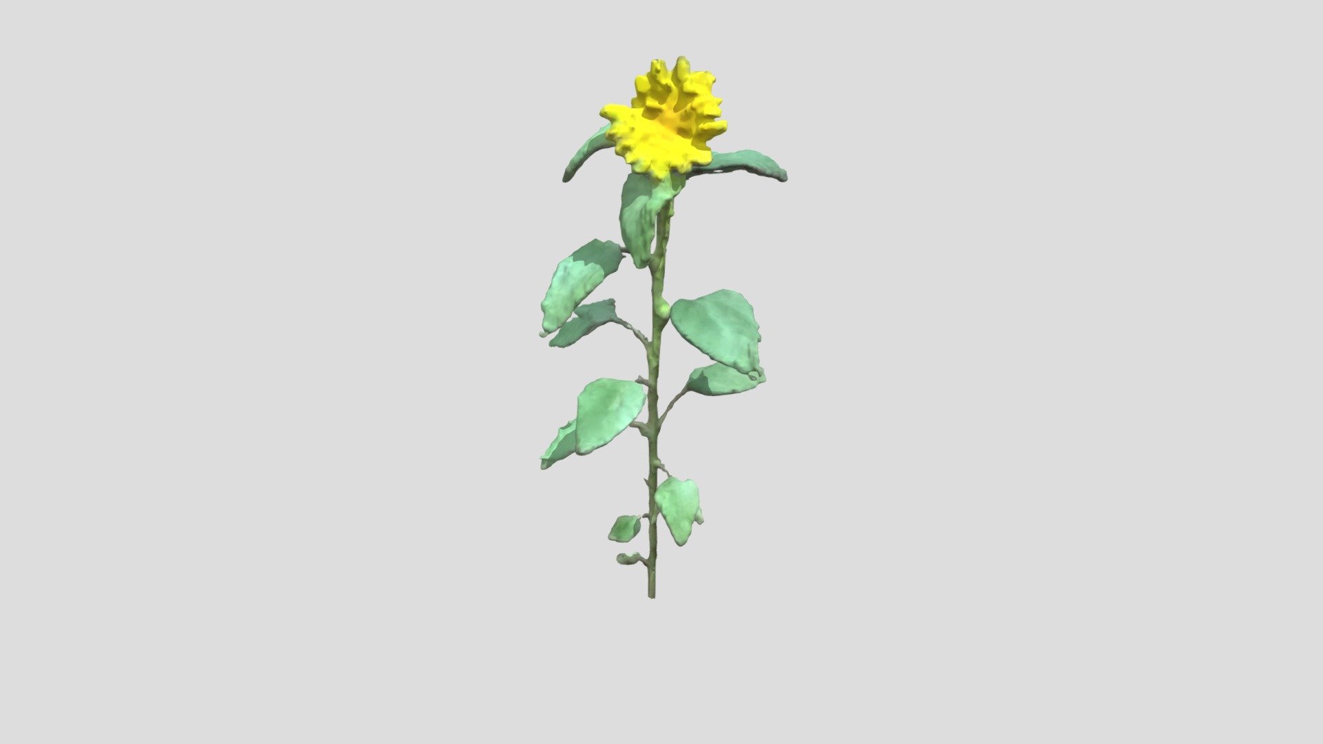 sunflower - 3D model by Yoshikazu Takayama (@t.yoshi25133) [88df8fb ...