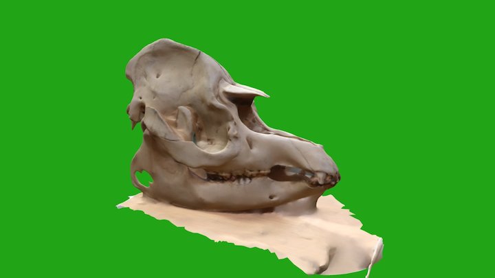 Cranio 3D models - Sketchfab