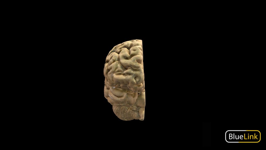 Neuro - A 3D model collection by Bluelink Anatomy (@bluelinkanatomy ...