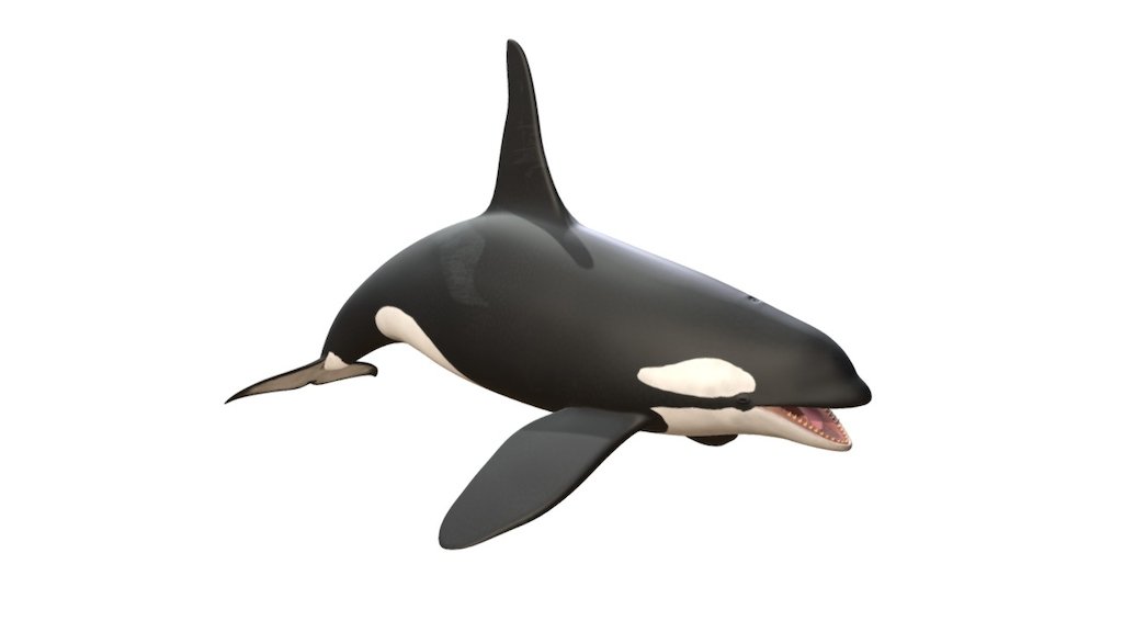 Orca (Killer Whale) - 3D model by BIOZONE [88e73c8] - Sketchfab