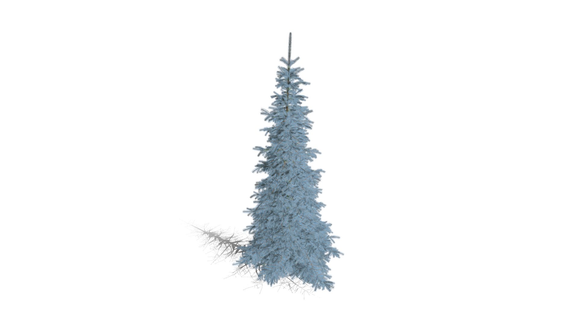 Realistic HD Colorado Blue spruce Koster (7/43) - Buy Royalty Free 3D ...