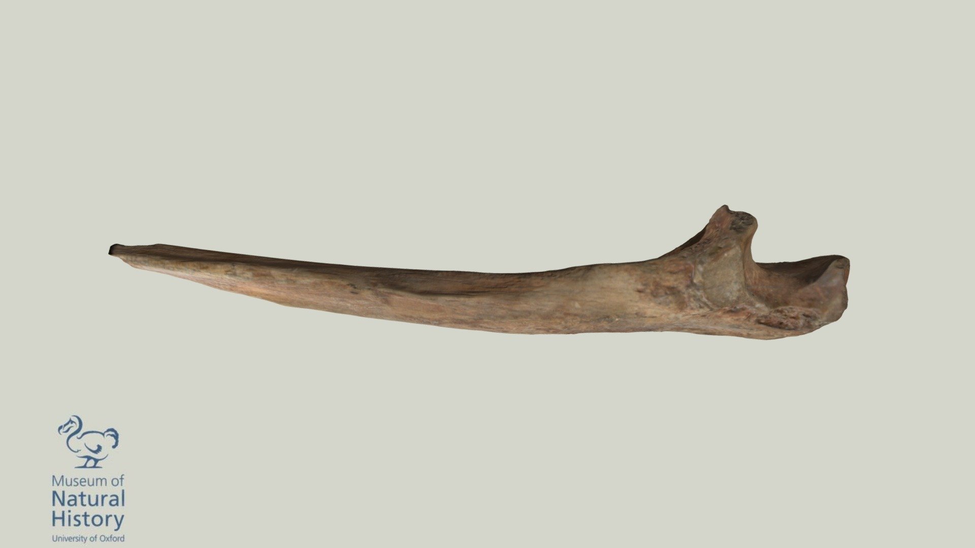The Red Lady of Paviland - left ulna - 3D model by Oxford University ...