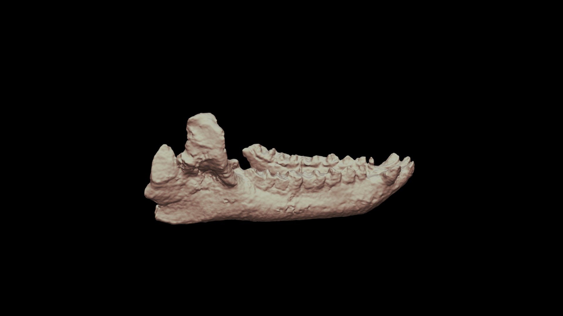 Simpsonotus praecursor Mandibula - 3D model by Museo de La Plata ...