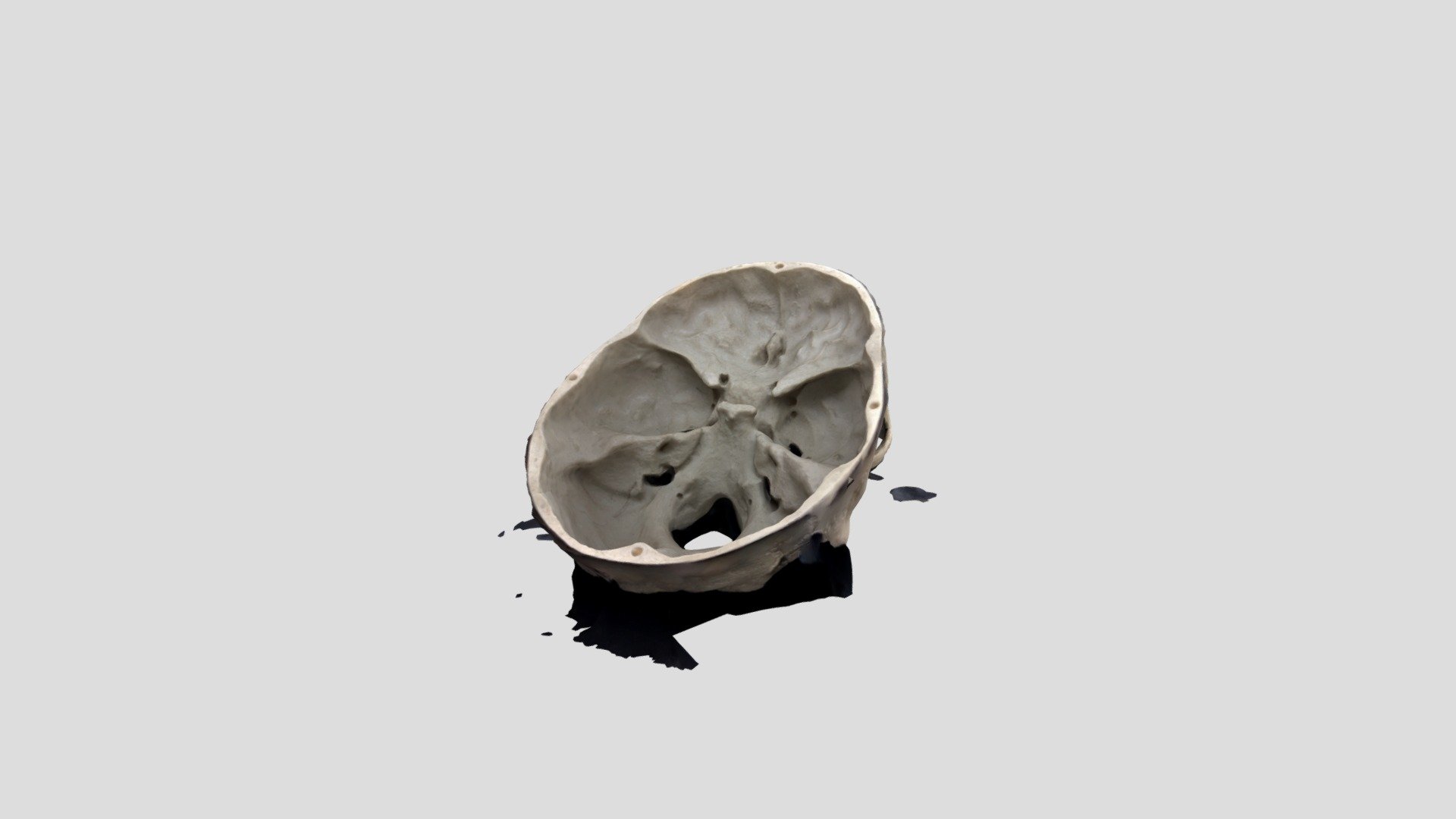 Cranial cavity of Homo sapiens - Download Free 3D model by Harrison ...