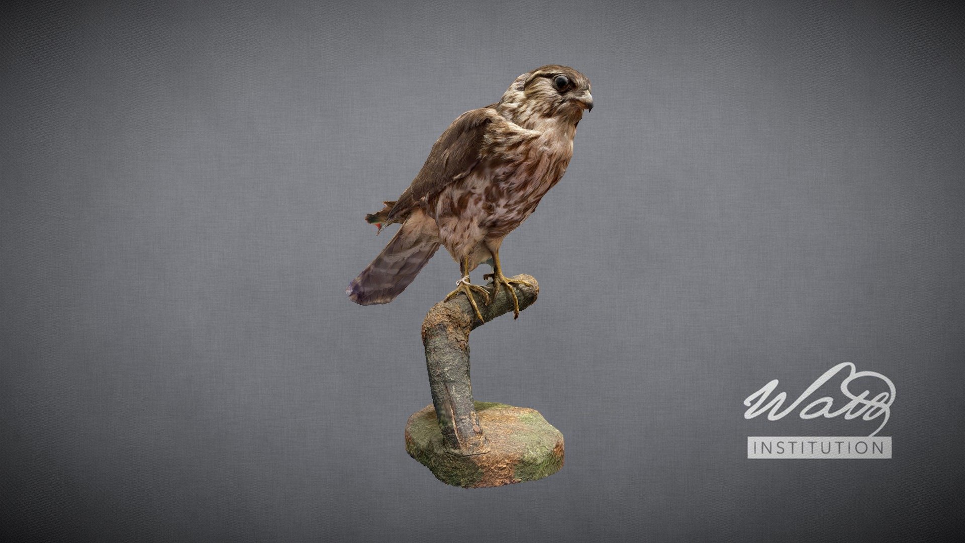 Common Kestrel (Falco tinnunculus) - Download Free 3D model by The Watt ...