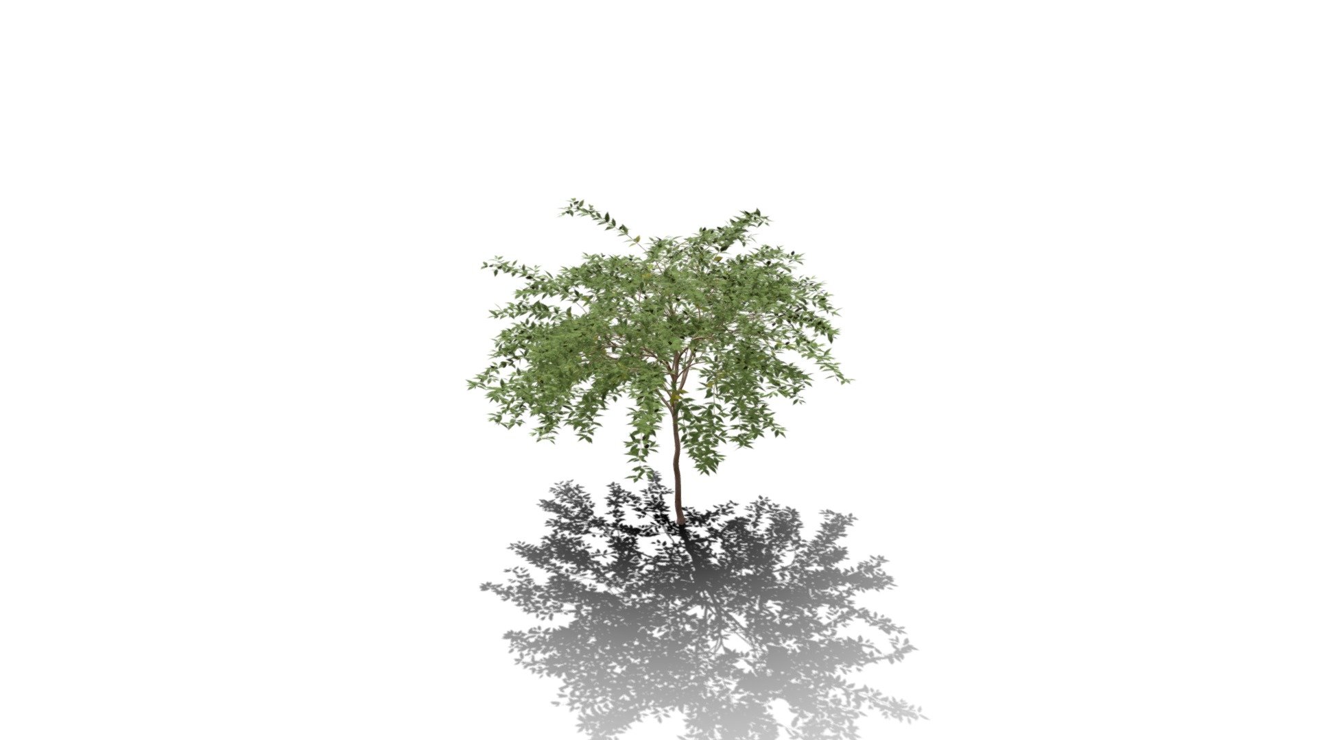 Realistic HD Golden dewberry (20/20) - Buy Royalty Free 3D model by ...
