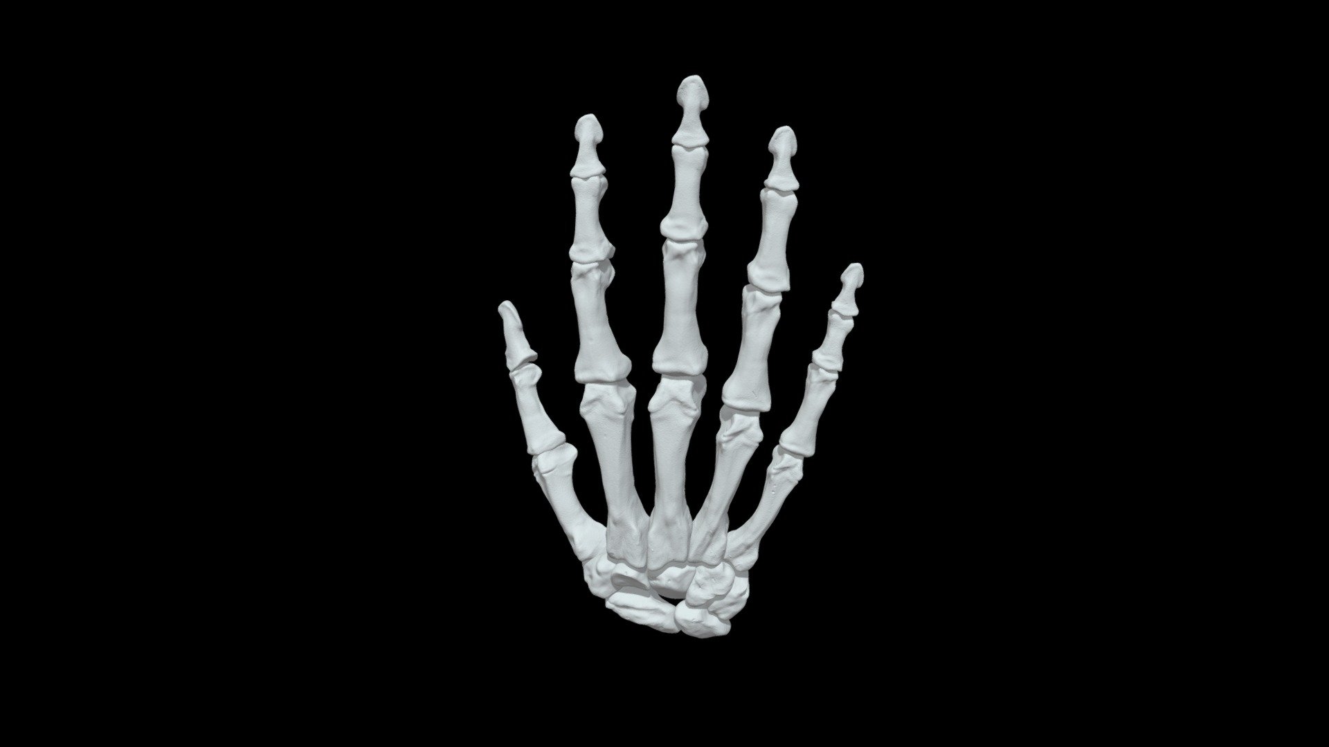 Skeleton Hand - Buy Royalty Free 3D model by Razlighi (@Hadi_Razlighi ...