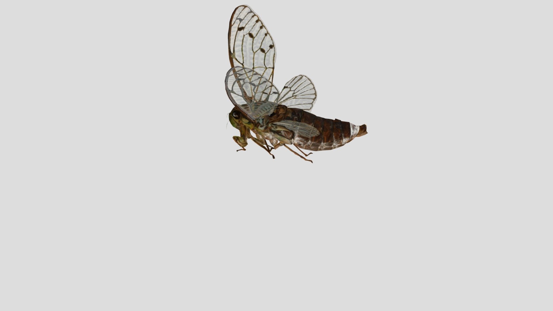 CC0 ヒグラシ ♂ Evening Cicada, Tanna japonensis - Download Free 3D model by ...