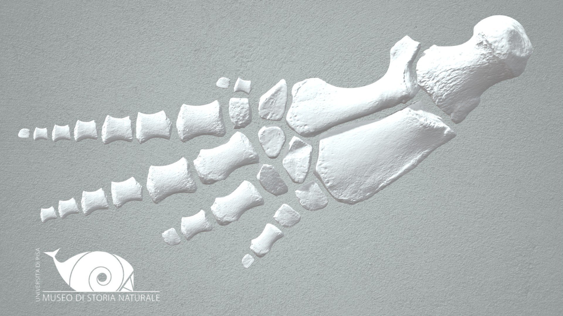 Risso's dolphin (Right forelimb) - 3D model by Natural History Museum ...