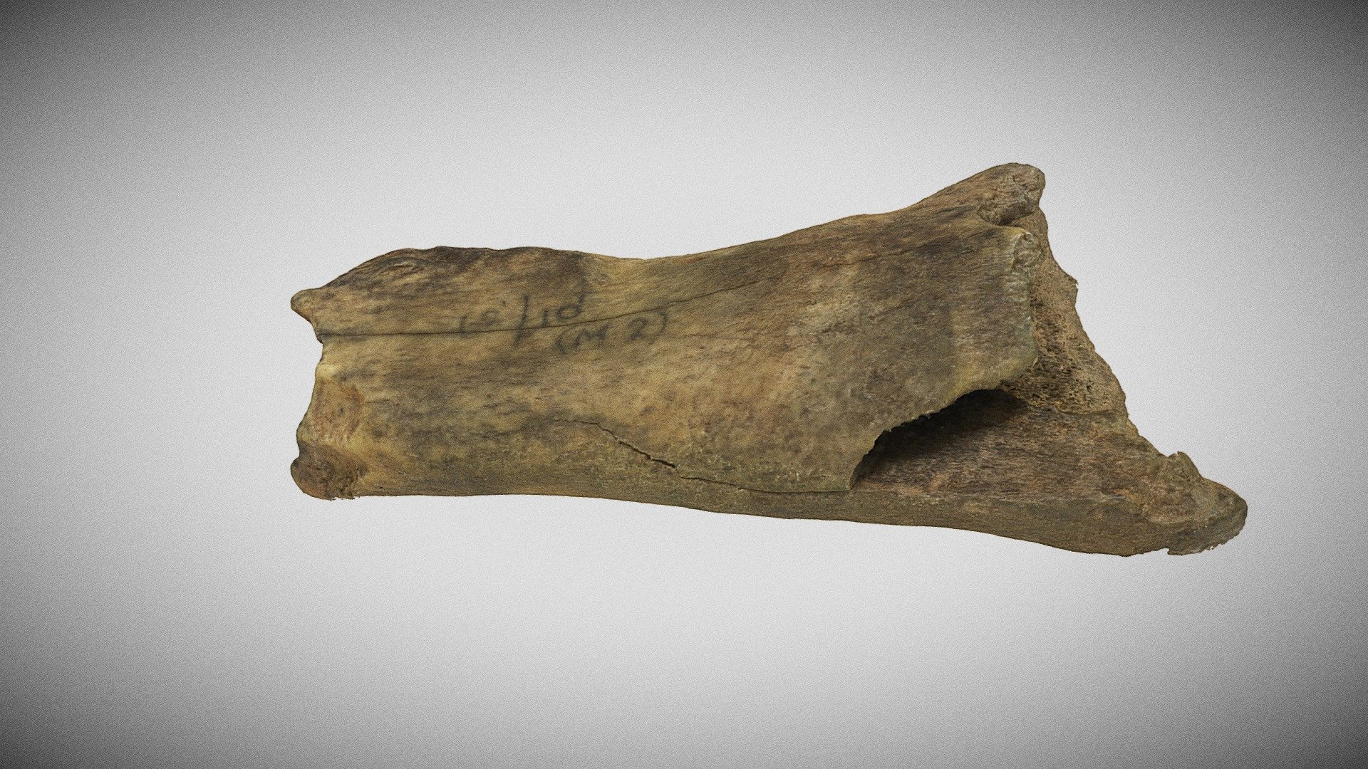 big_bone reduced - 3D model by jemlee [89054c2] - Sketchfab