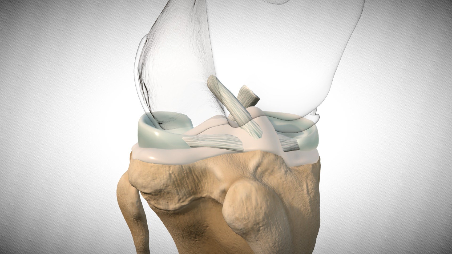 Equine stifle anatomy: Deep ligaments - 3D model by ERC [890553c ...