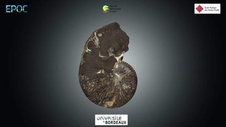 Cephalopode 3D models - Sketchfab