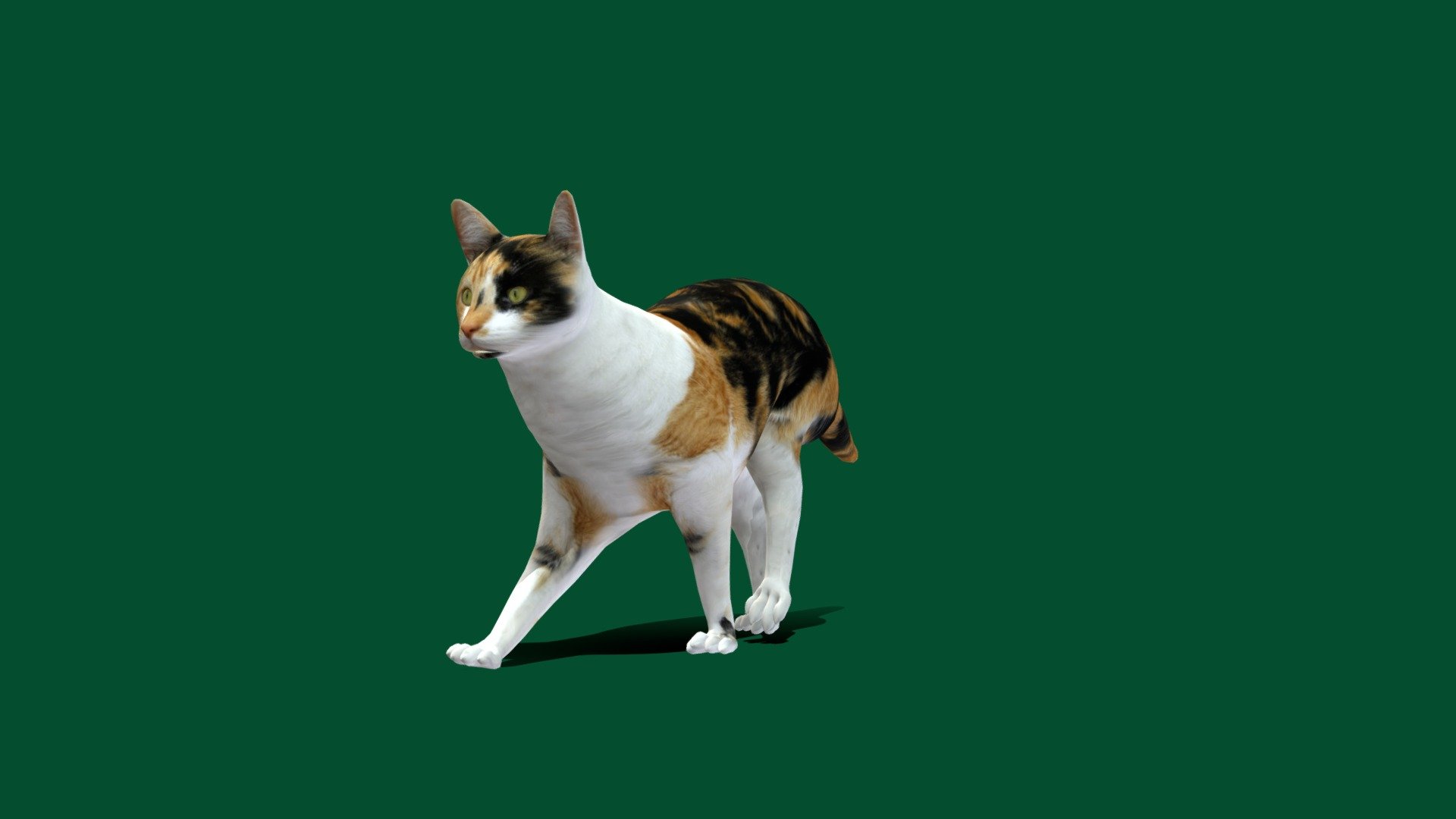 Calico Cat (LowPoly) - Buy Royalty Free 3D model by Nyilonelycompany ...