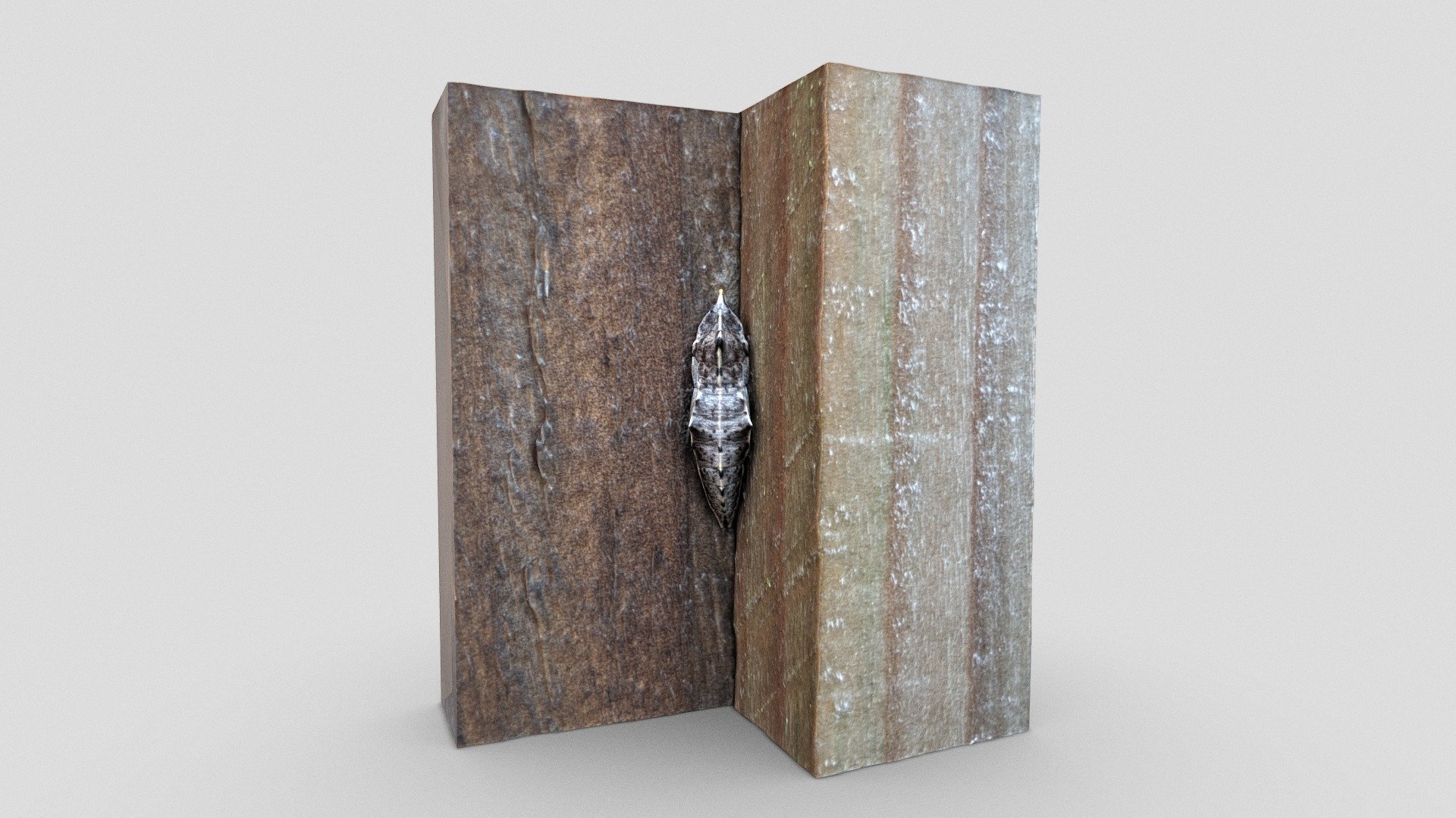 Pieris brassicae Chrysalis - 3D model by Thomas Flynn (@nebulousflynn ...