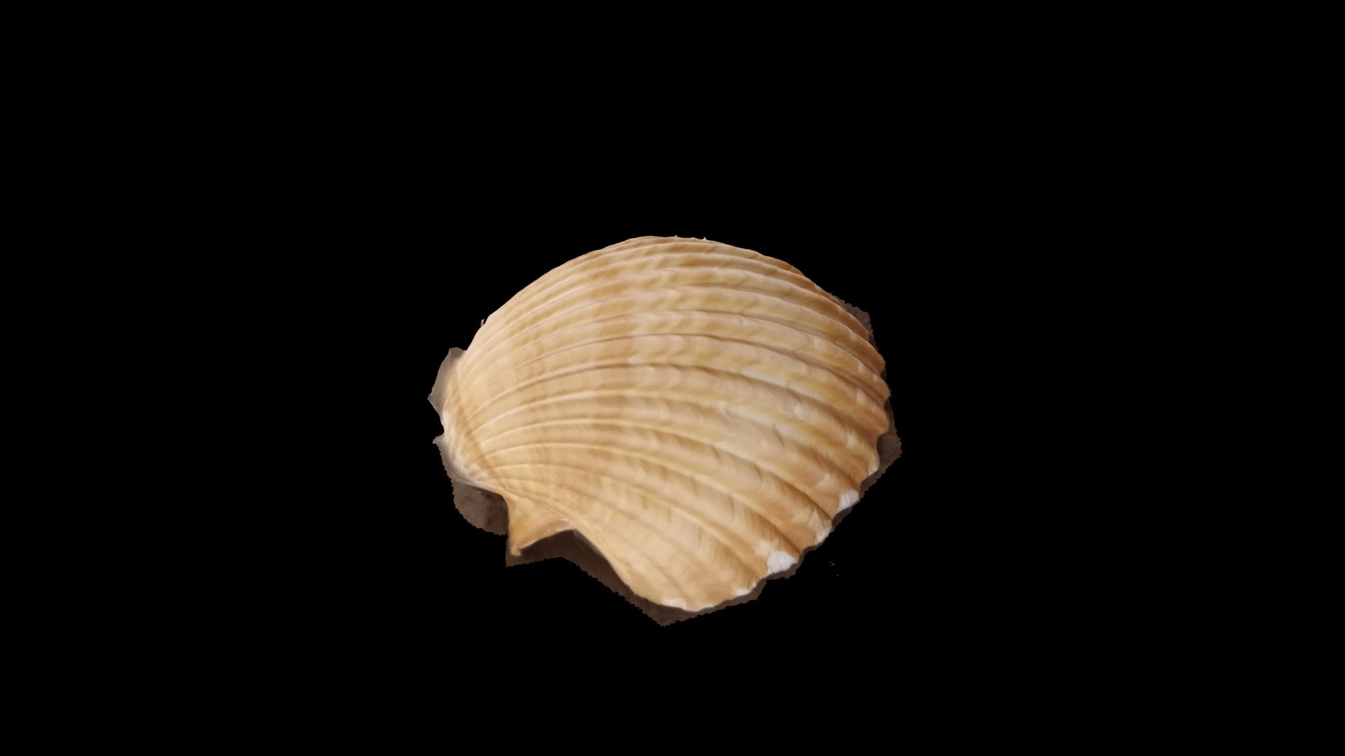 Sea shell model - Download Free 3D model by crolar2015 [891885a ...