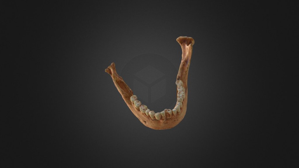 Amud 1 - Download Free 3D model by Anthro-Paleo-UCDenver (@Assefas ...