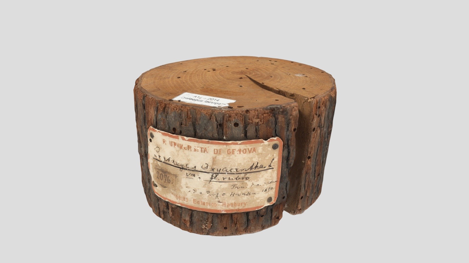Wood Collection, Xylarium sample #14 - 3D model by SMA-UniGe [8929da0 ...