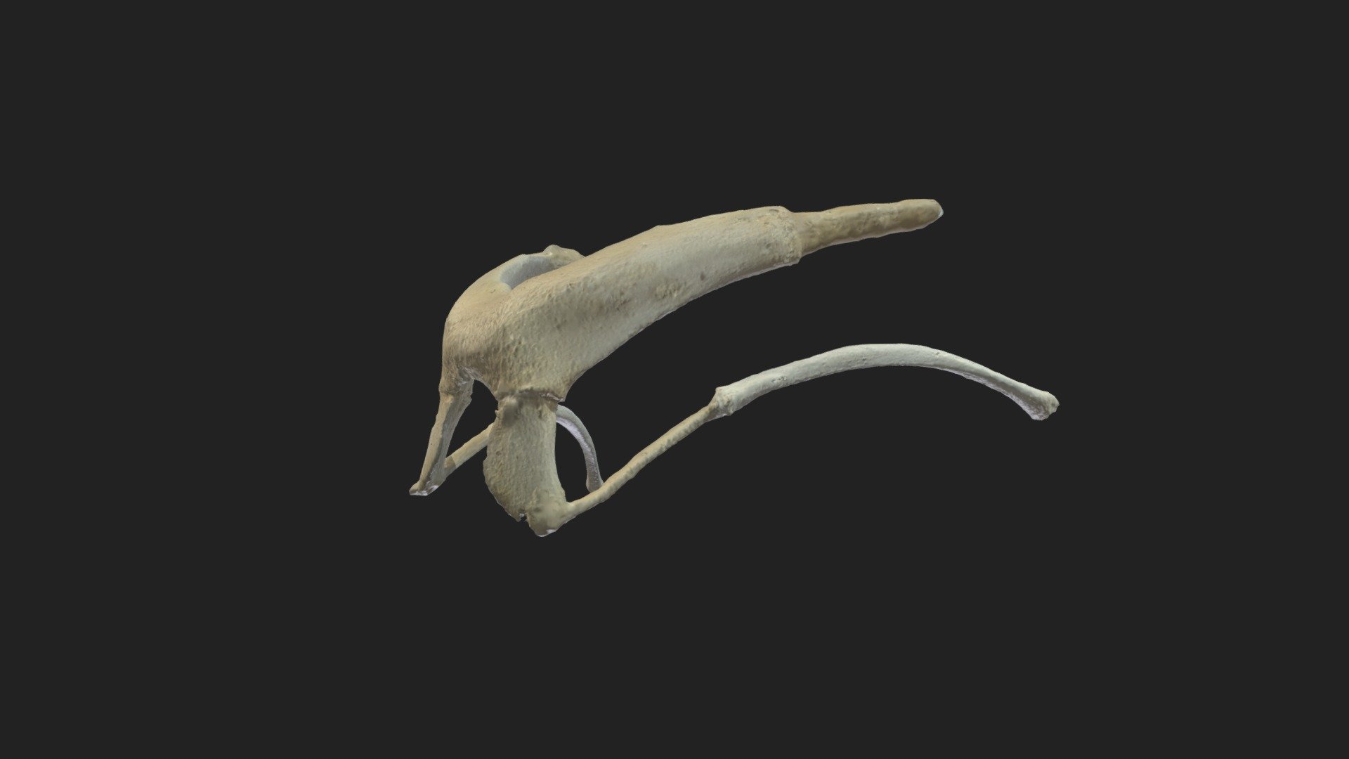 hyoid bone pig - 3D model by vetanatMunich [893b534] - Sketchfab