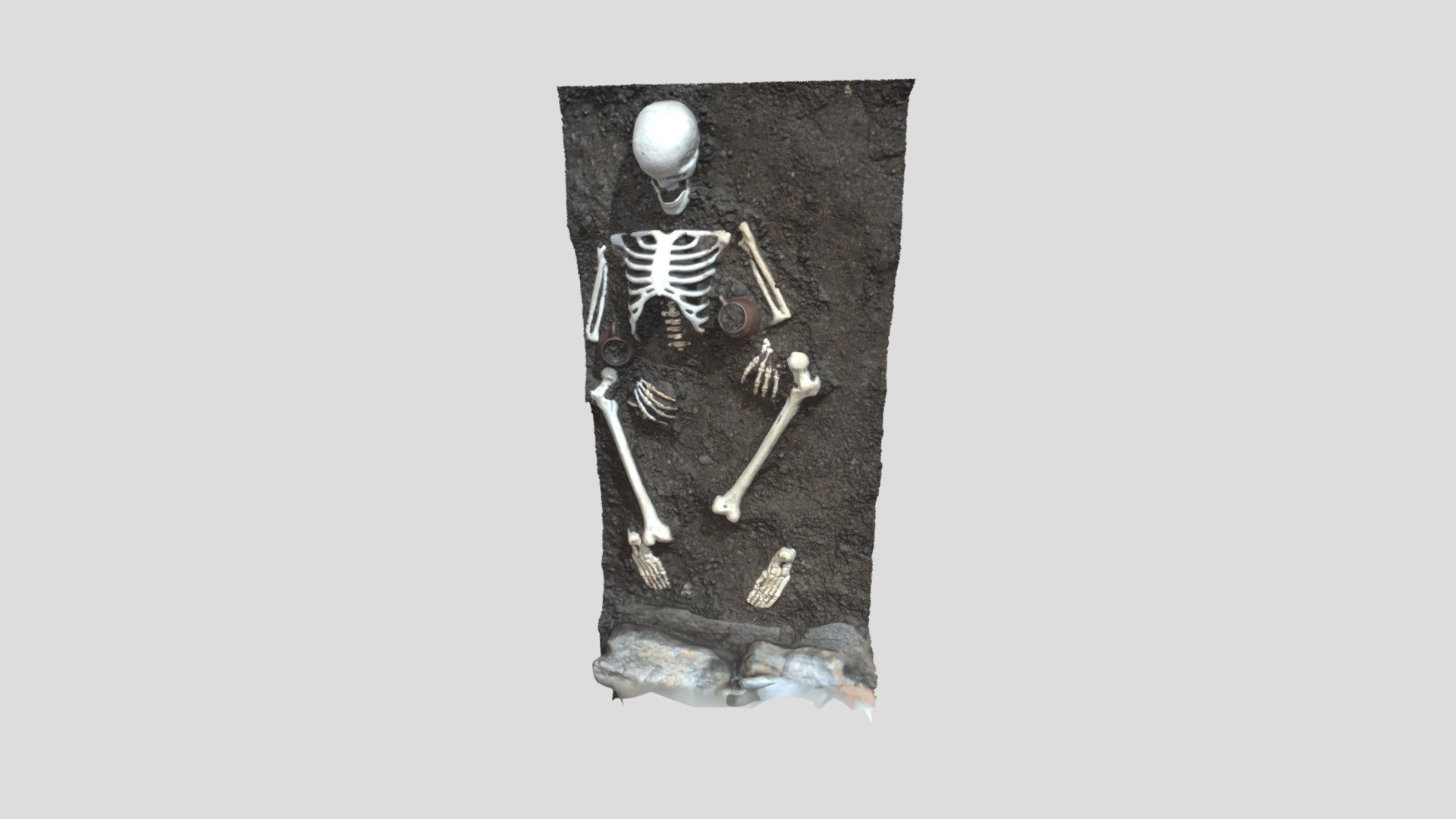 ArcadiaU simulated dig skeleton 3D model - Download Free 3D model by ...