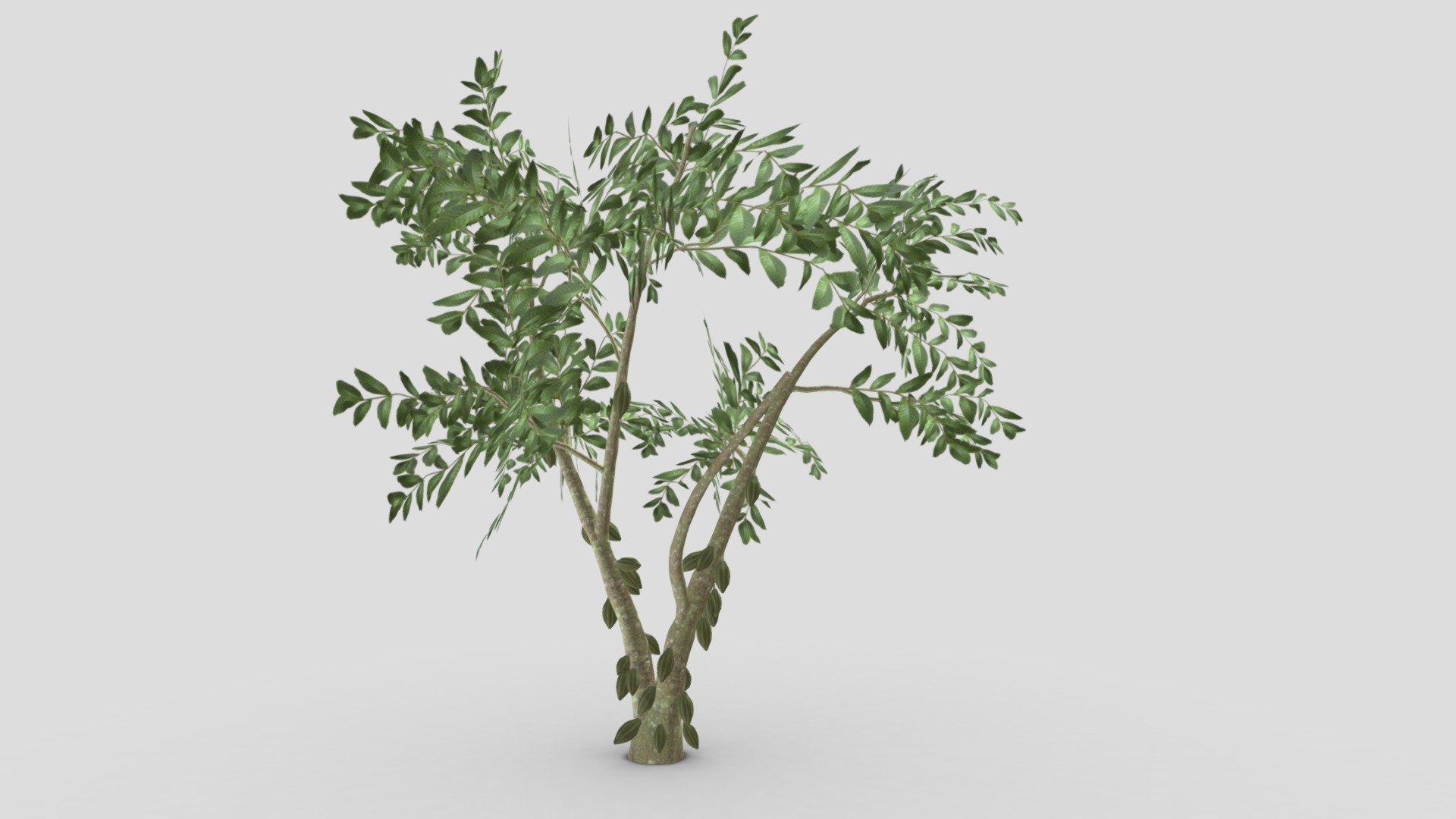 Cacao Tree( Green Fruit)- 08 - Buy Royalty Free 3D model by ASMA3D ...
