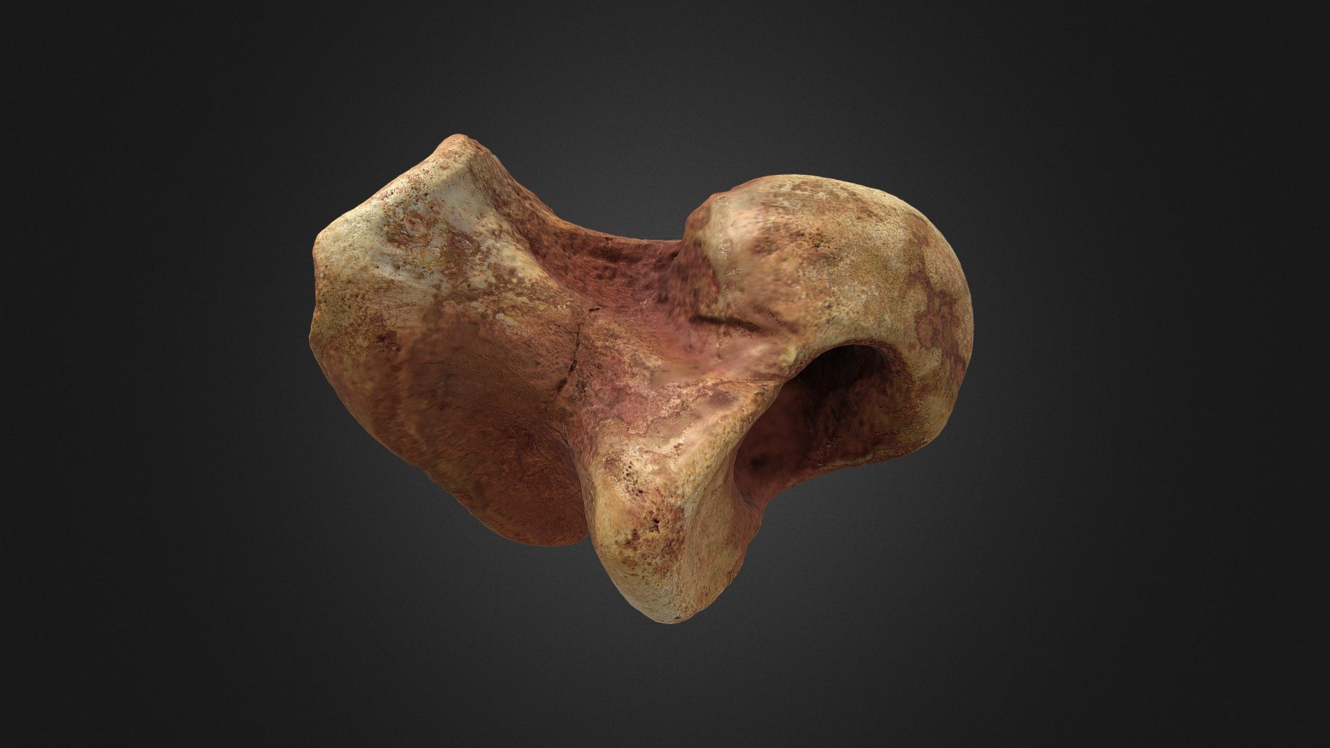 Croc Ankle Bone - Buy Royalty Free 3D model by Olof Moleman ...