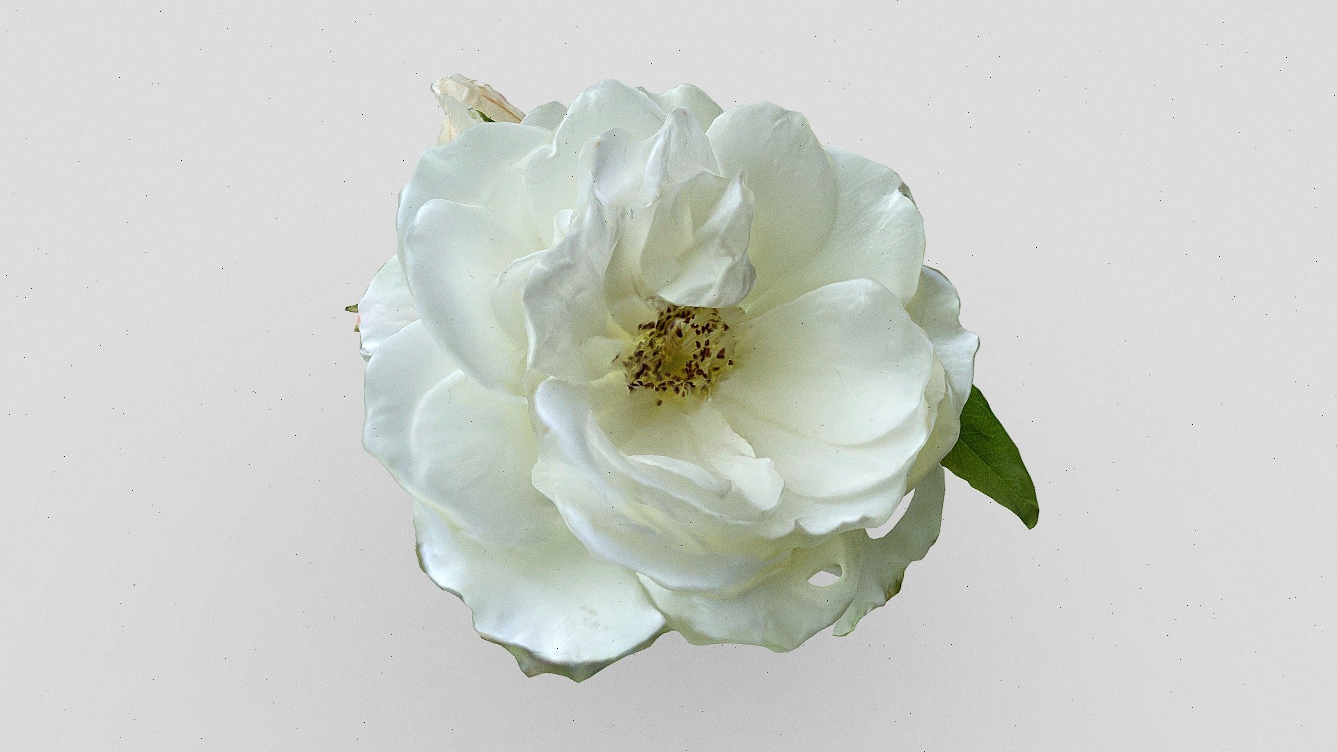 Day 212: A white rose - 1scanaday - 3D model by Emm (@edemaistre ...