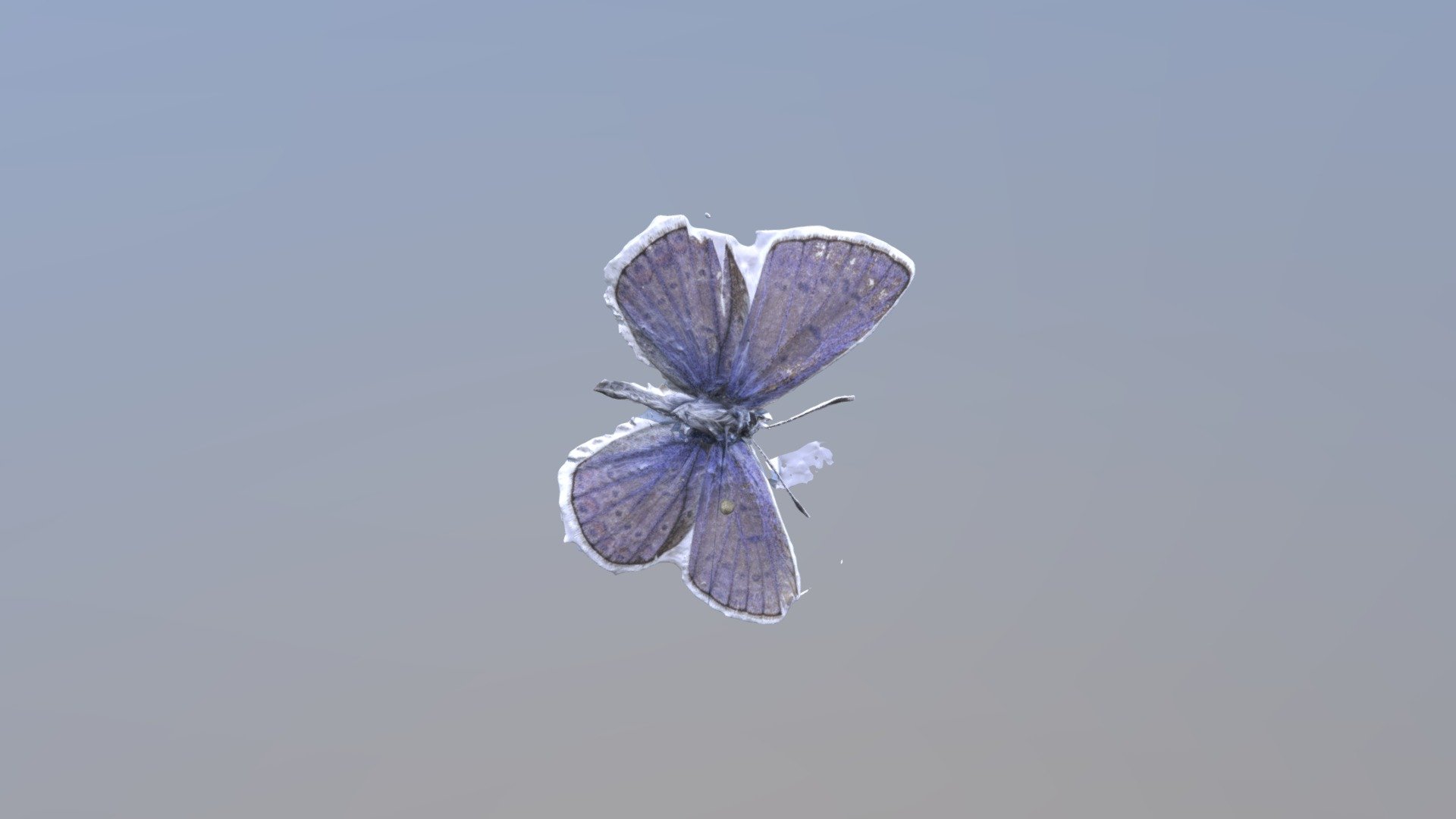 3DF Zephyr - Polyommatus spec - 3D model by FIP-Cohort9 [8949143 ...