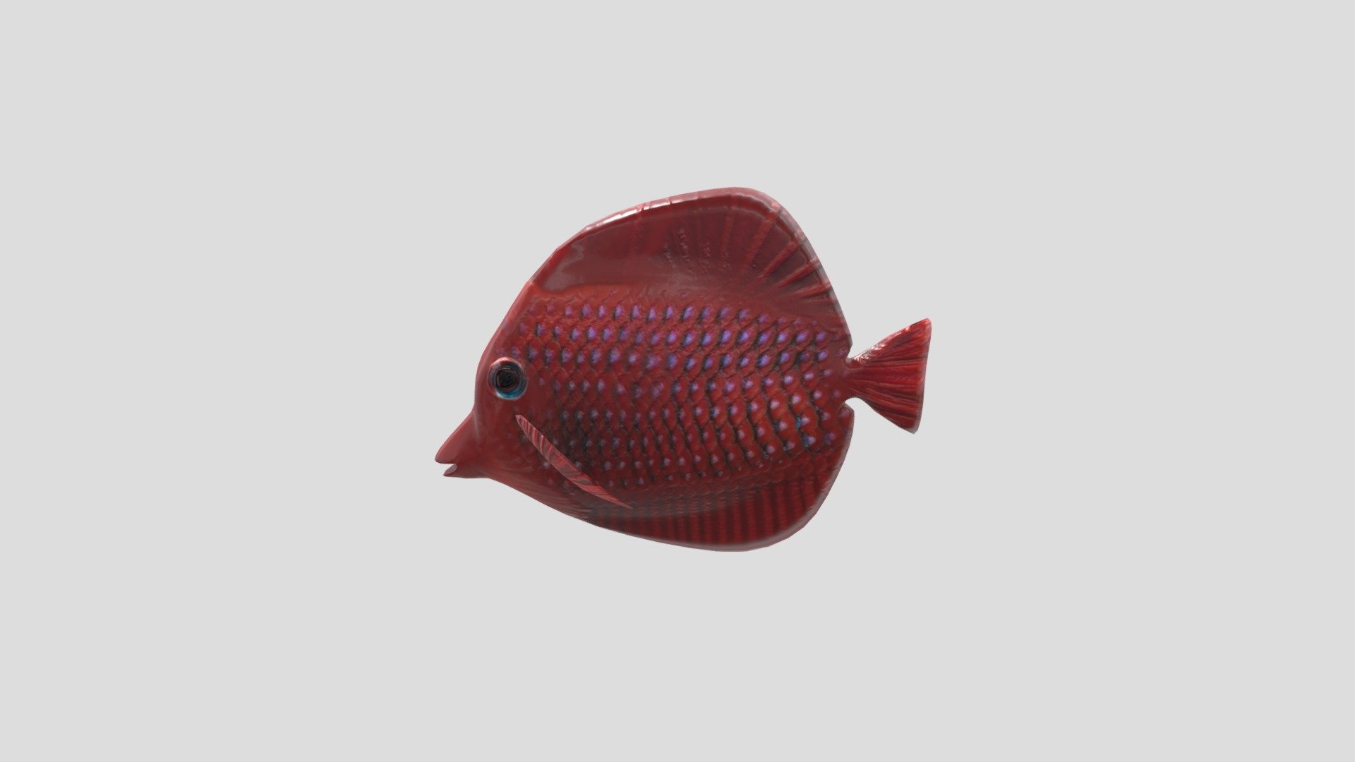 HobbsFish2023 - Download Free 3D model by zchobbs [8956baf] - Sketchfab