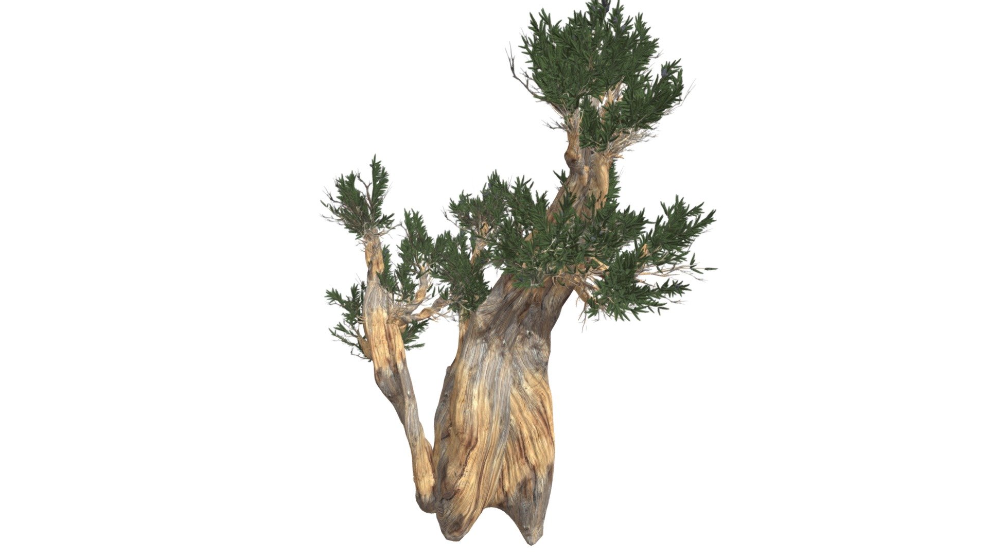 Bristlecone Pine Tree #01 - Buy Royalty Free 3D model by meshshape [895cbc0] - Sketchfab Store