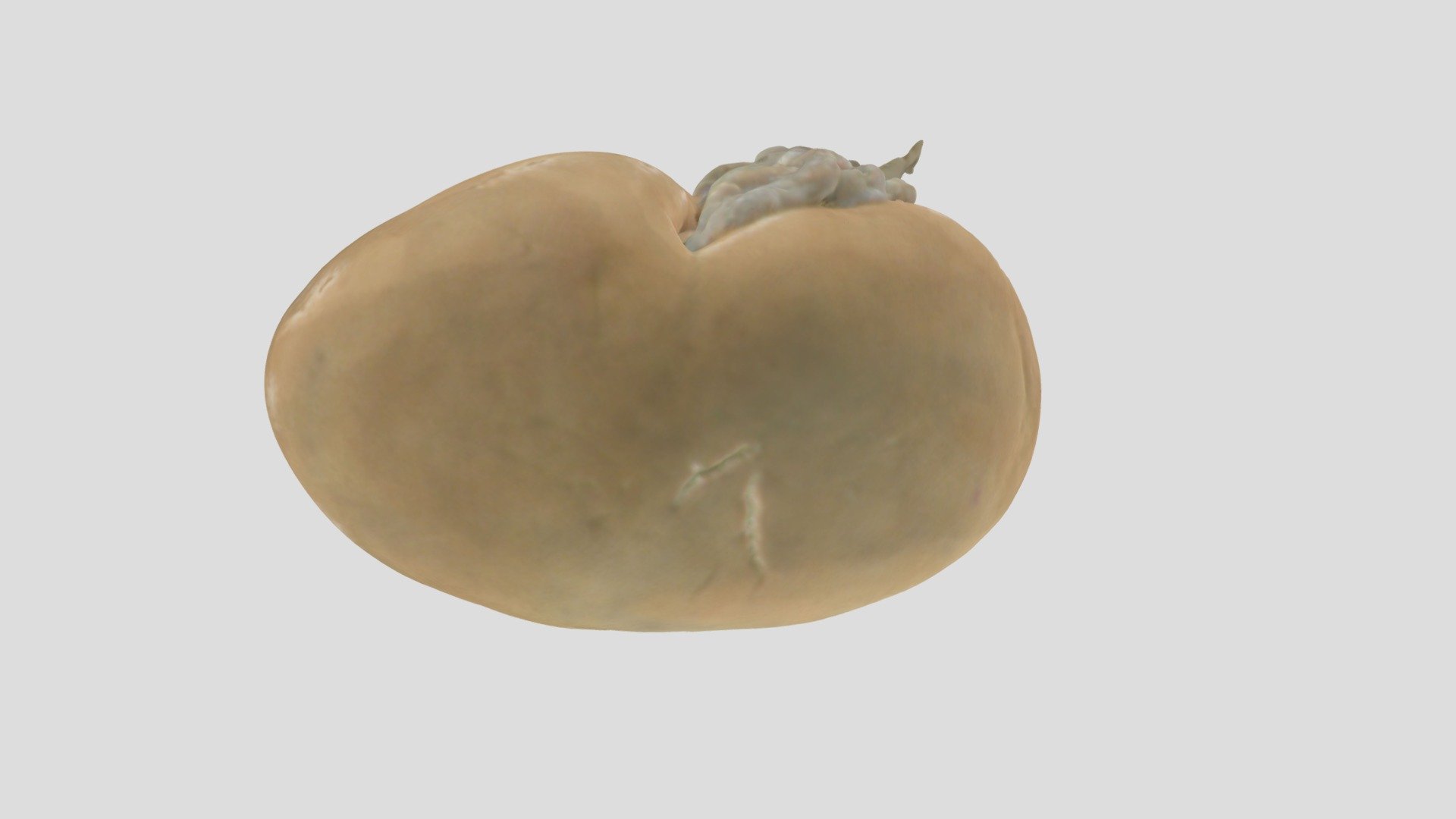 Kidney (pig) - 3D model by University of Sarajevo - Veterinary faculty ...