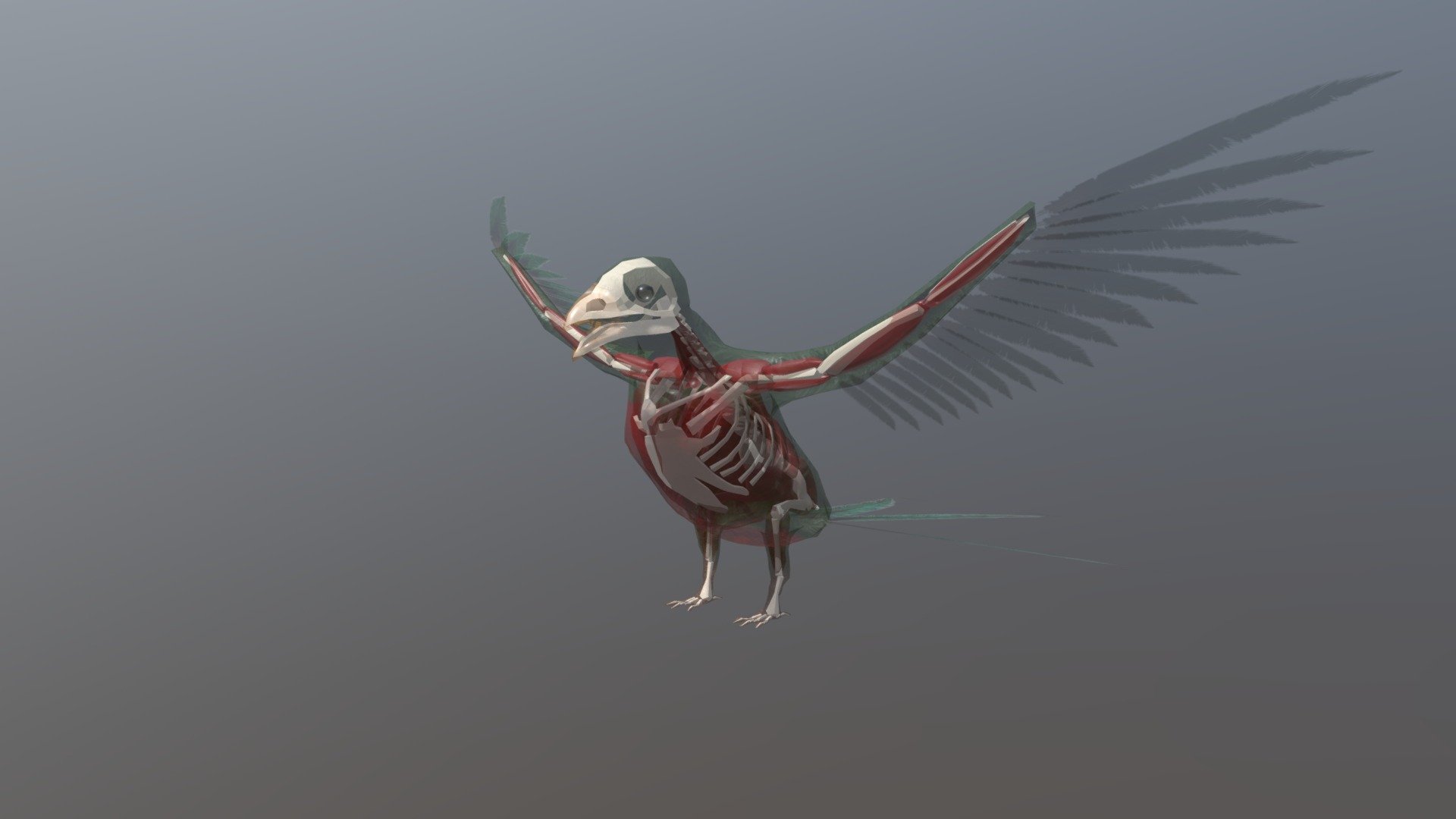 Quetzal Anatomy - 3D model by Christian-Gomez [896c1e2] - Sketchfab