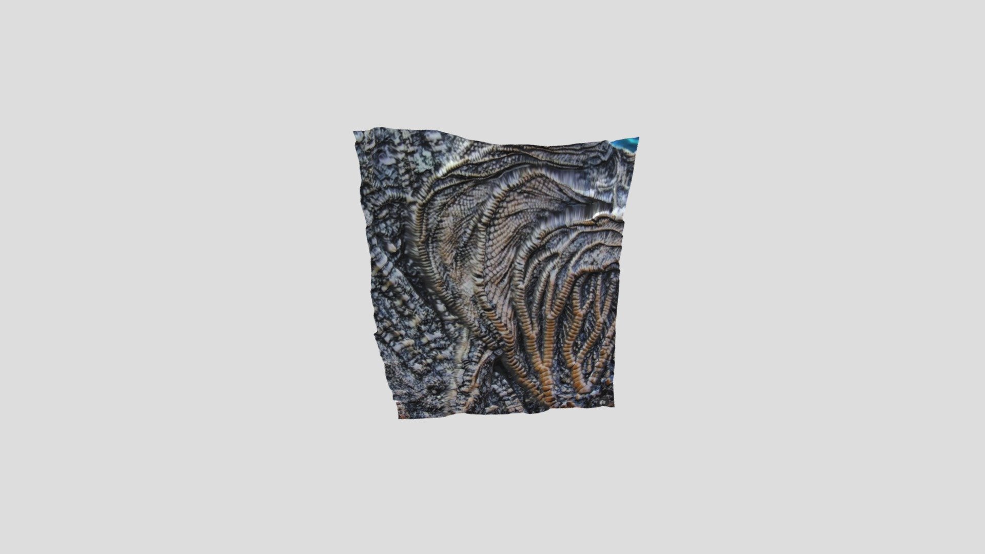 Crinoid fossil - Download Free 3D model by Mars_Pics (@belkessam.amine ...