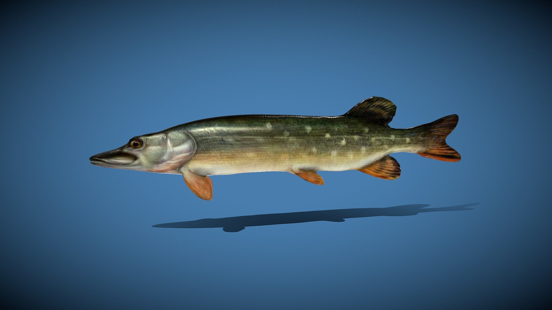 Pike Fish - 3D model by interaction [8974457] - Sketchfab