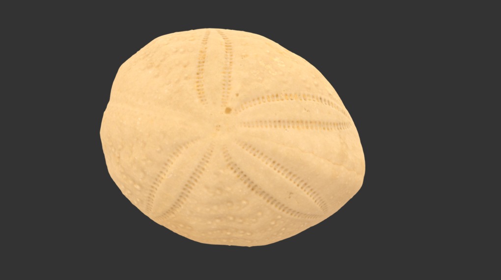 Echinoid Fossil - 3D model by Adddy [8974678] - Sketchfab