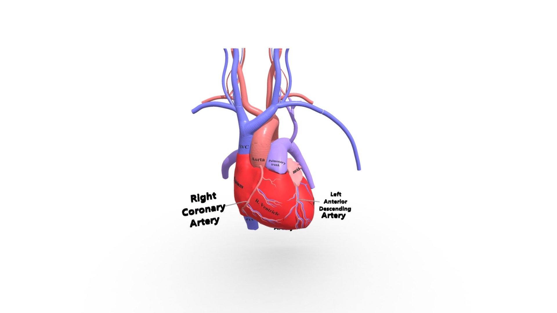 External View - Human Heart - Download Free 3D model by UoA BMS ...