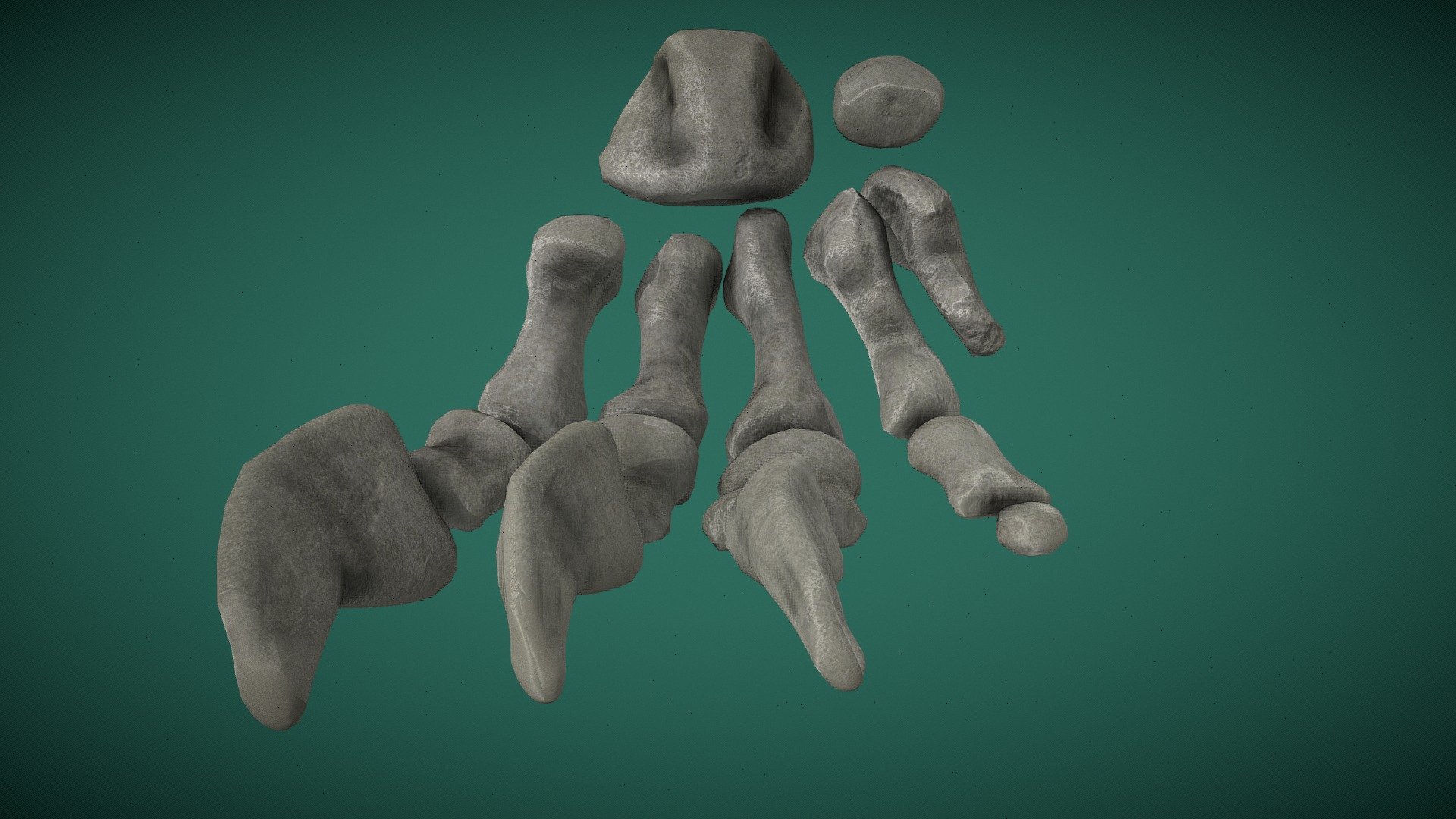 Reconstruction of Neuquensaurus australis - 3D model by Museo de La ...