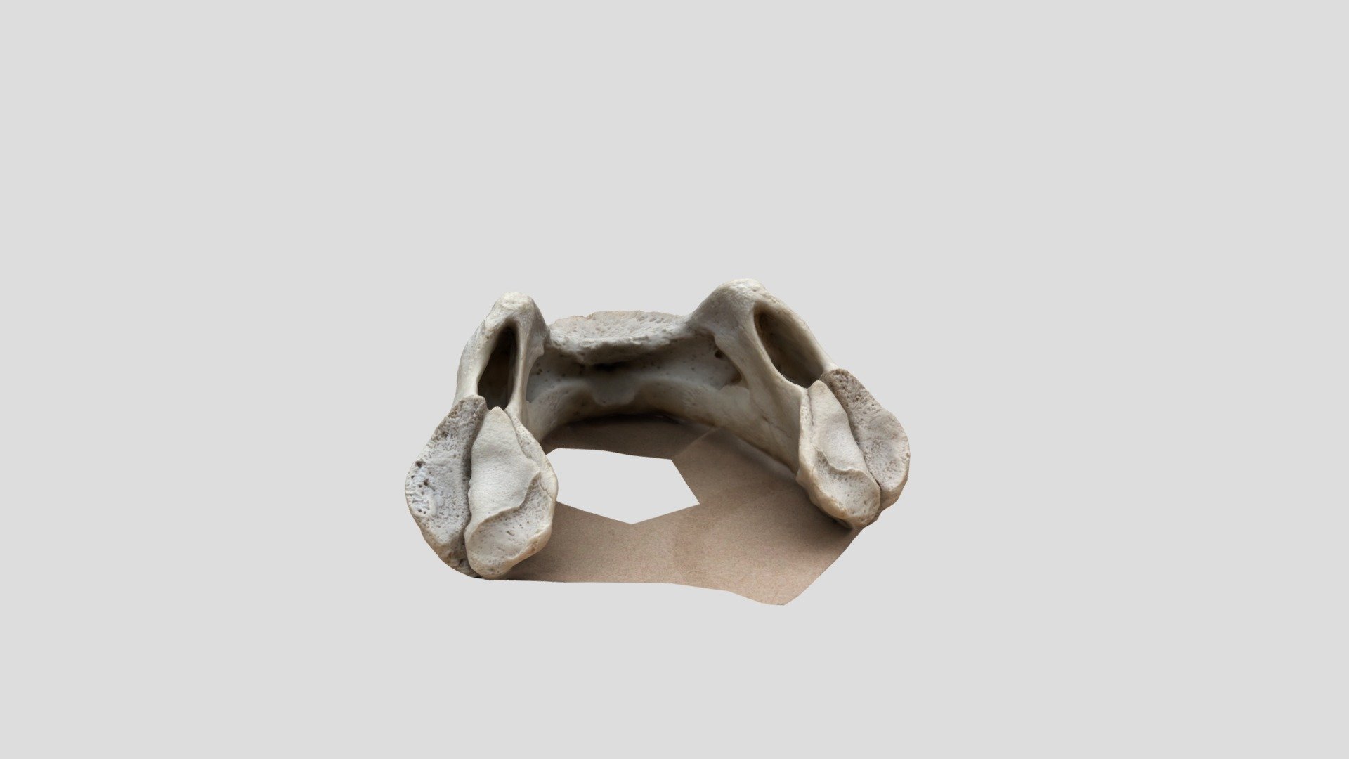 Sea Turtle Jaw Bone - Download Free 3D model by noct.161 [8987f47 ...