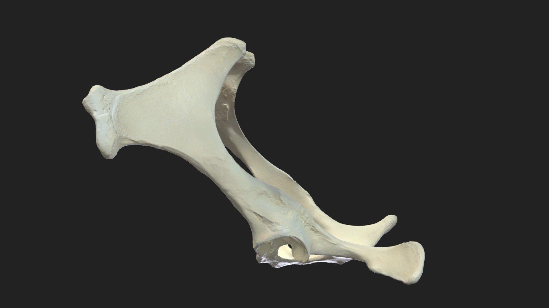 pelvic bones (ossa coxarum) donkey - Download Free 3D model by ...