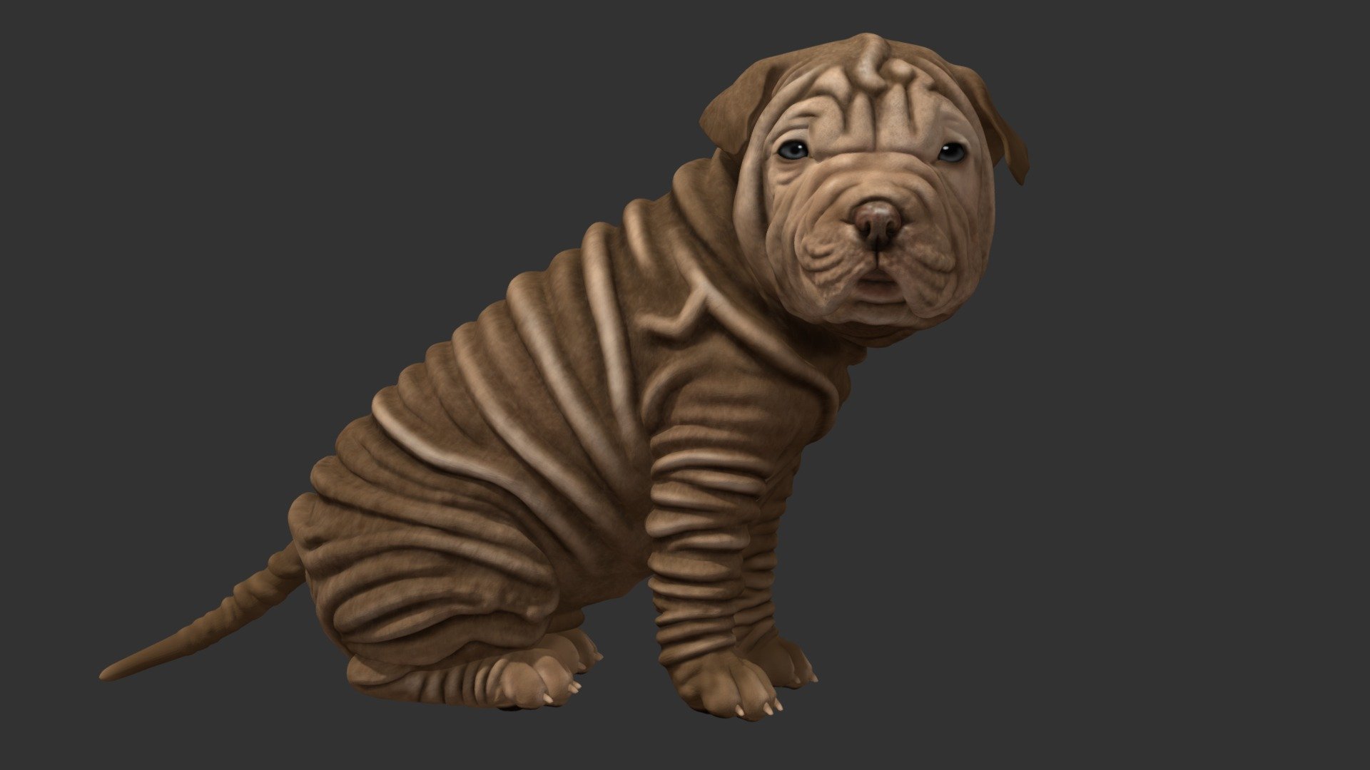 Shar Pei Puppy - 3D model by VasuDev Rudra Srivastava (@vasumaestro23 ...