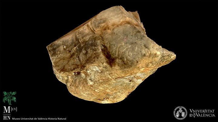 Trace_fossil 3D models - Sketchfab