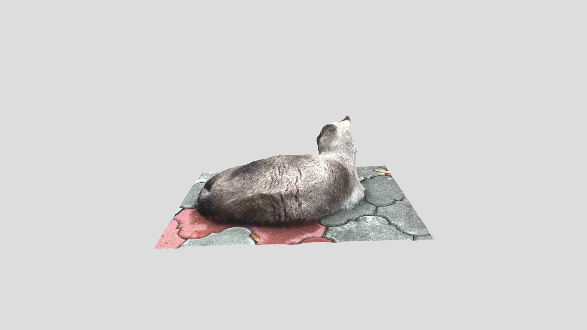 Community Cat - Download Free 3D model by Tay Chee Thong (@cttay ...