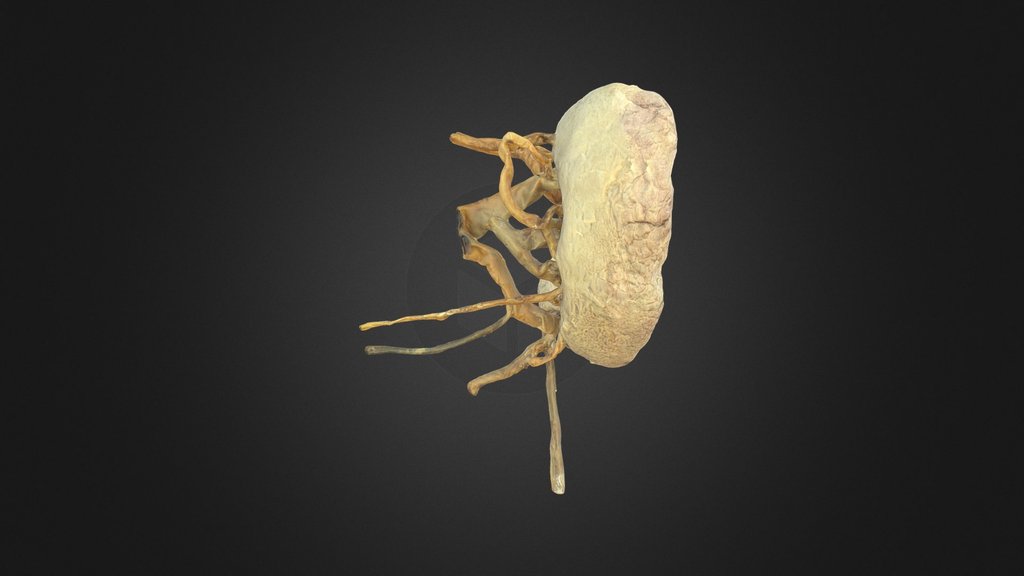 Anatomy Models - Soft Tissue - A 3D model collection by Amandine ...