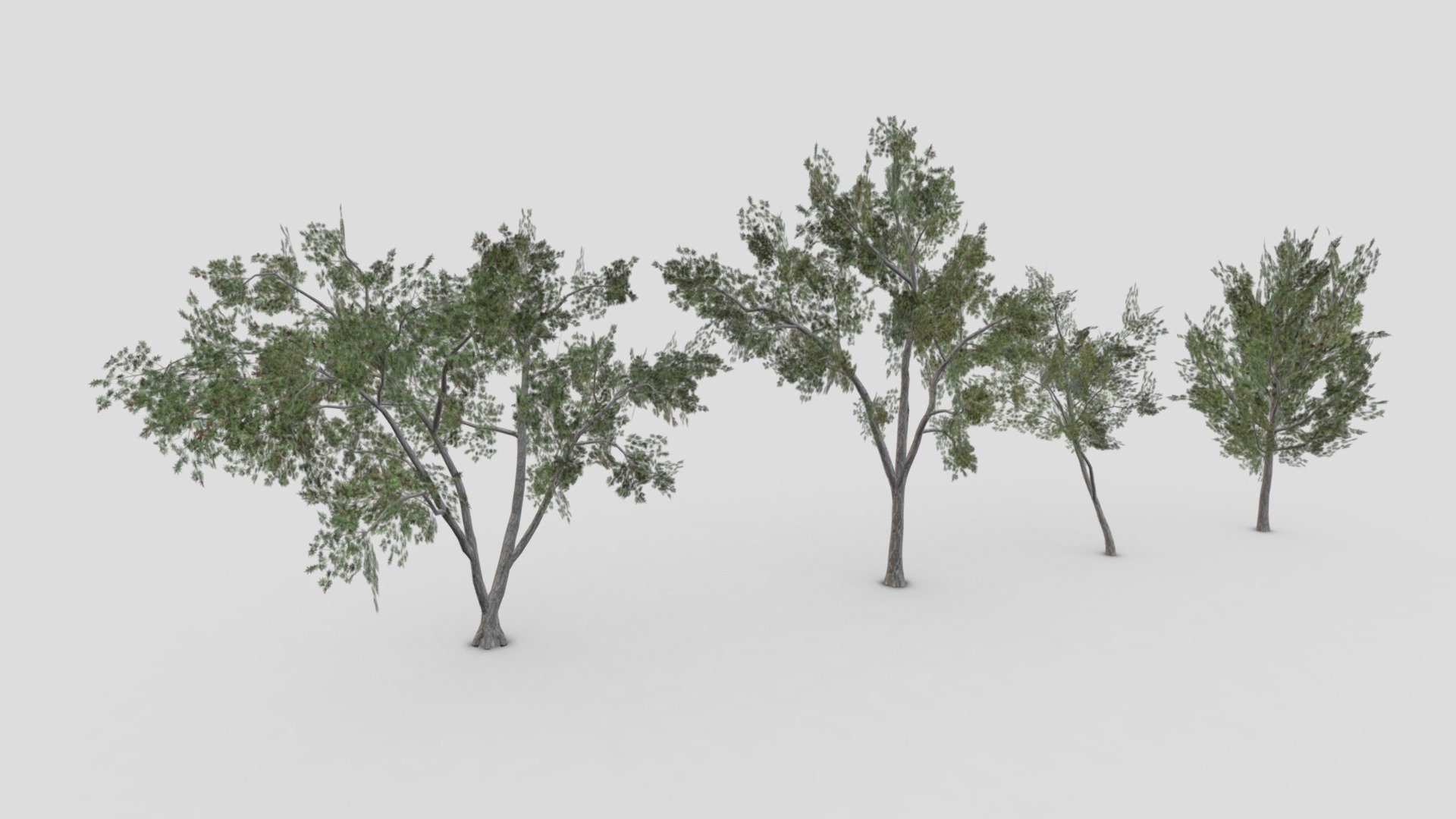 Conocarpus Tree- Pack- 03 - Buy Royalty Free 3D model by ASMA3D ...