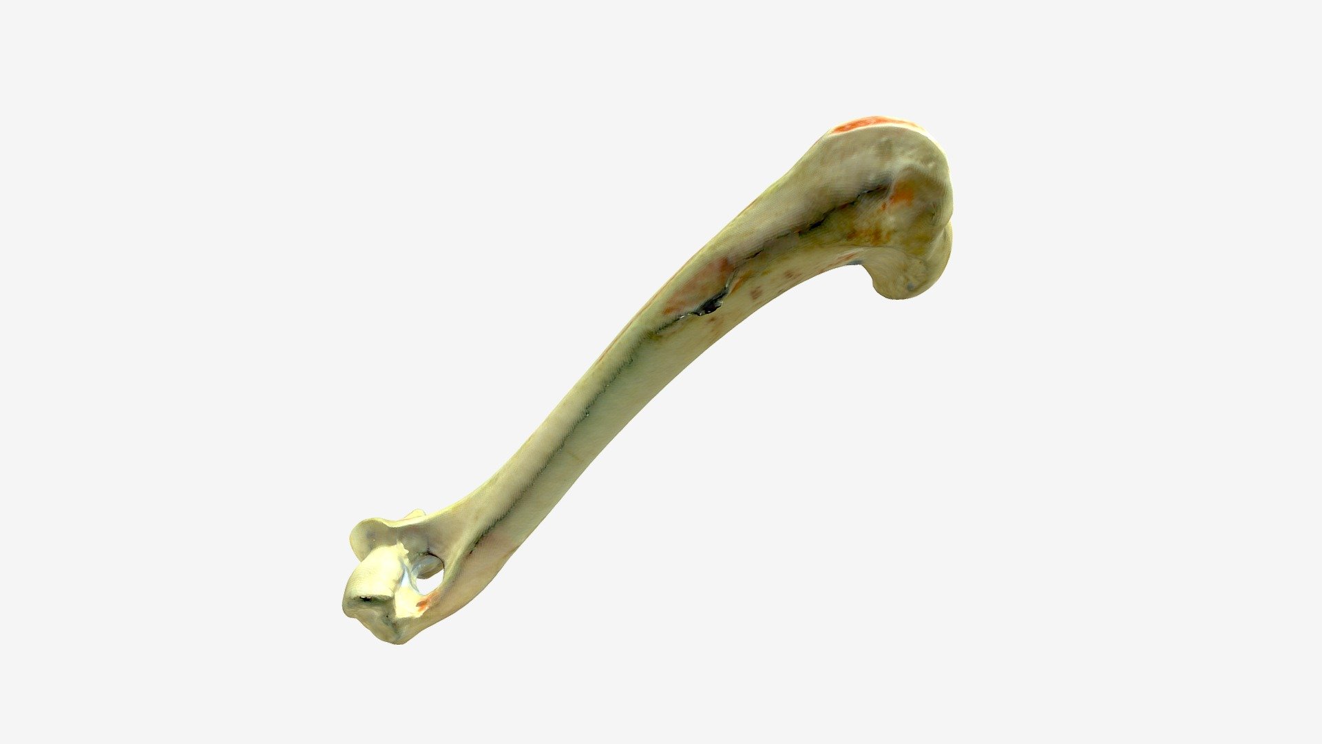 Canine Humerus - 3D model by rvcanatomy [899d041] - Sketchfab